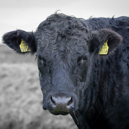 Welkom bij Frysk Black Angus - Black Angus